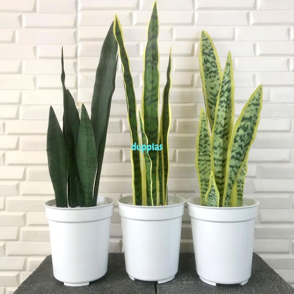 Jual Pohon Artificial Daun Lidah Mertua X5 Latex Hijau Tua Pot Effiel ...