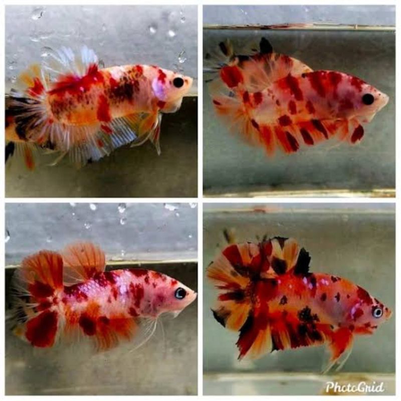 Jual cupang plakat nemo pejantan | Shopee Indonesia