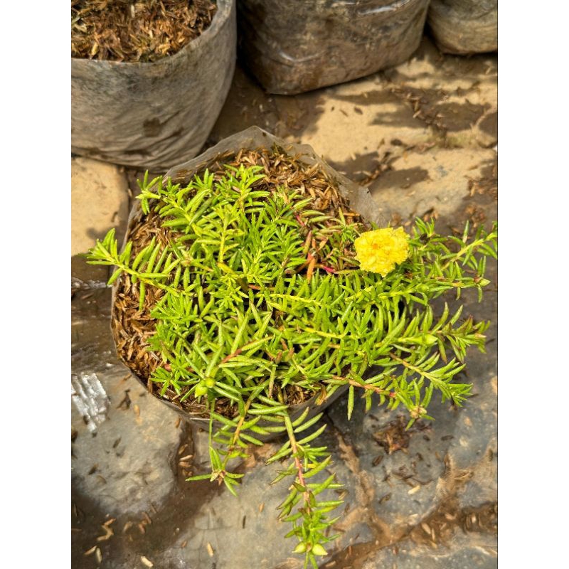 Jual Tanaman hias krokot portulaca sutra bombai bunga kuning | Shopee ...