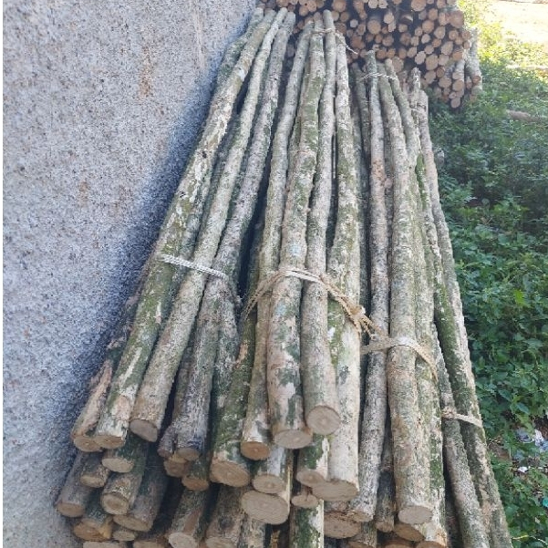 Jual ajir kayu kopi media tanam rambat ukuran 1 meter siap pakai ...