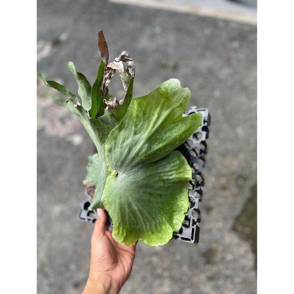 Jual Simbar papua / platycerium Wandae rawatan papan 25 cm & 33 cm ...