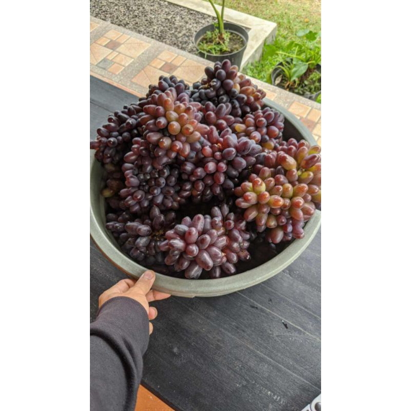 Jual bibit anggur gozv | Shopee Indonesia