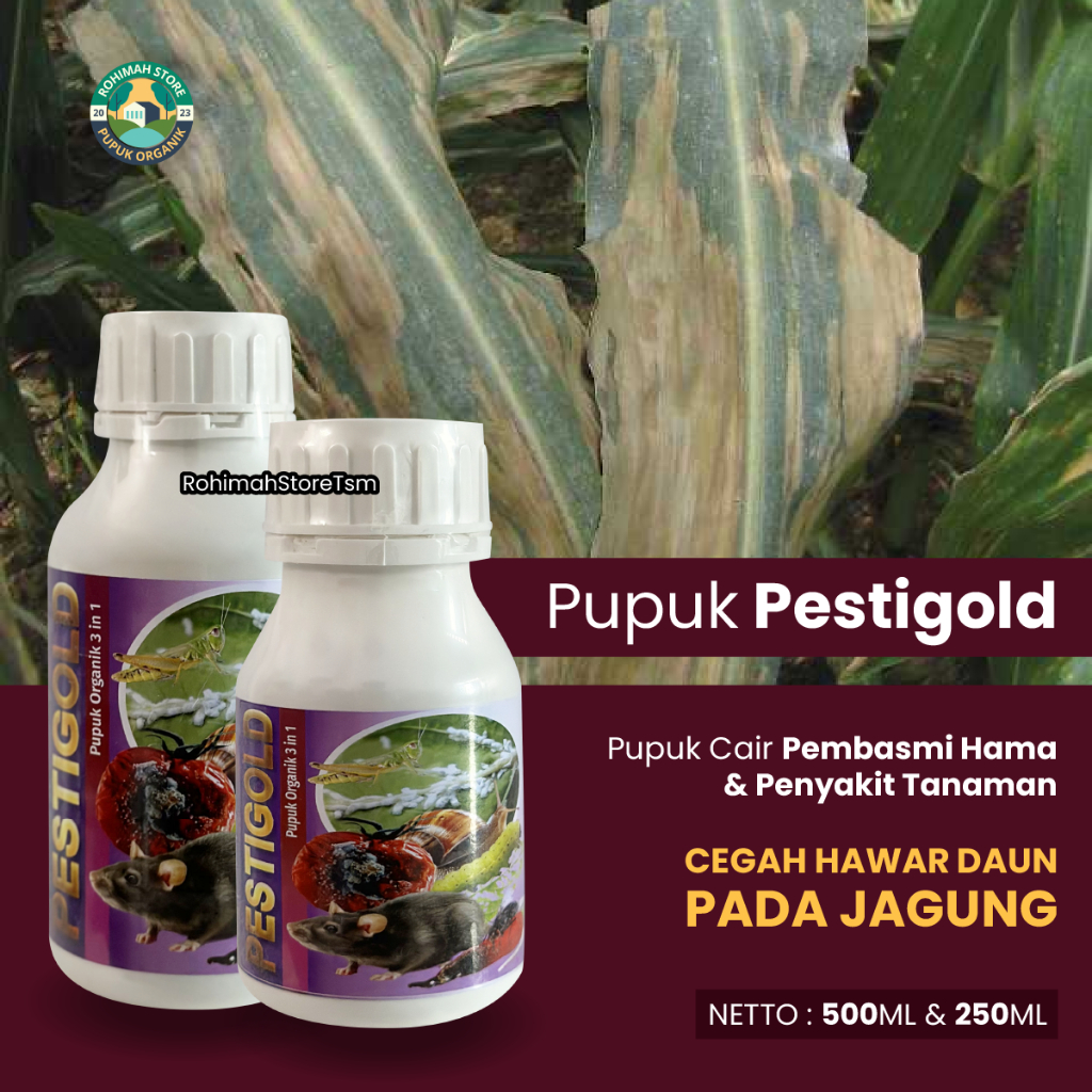 Jual PUPUK MURAH Mengobati Hama Hawar Daun Tanaman Jagung - Pupuk ... Jual PUPUK MURAH Mengobati Hama Hawar Daun Tanaman Jagung - Pupuk ...