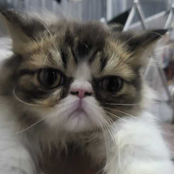 Jual anak kucing persia peaknose Jantan lahir (DOB) 22 oktober 2023 ...