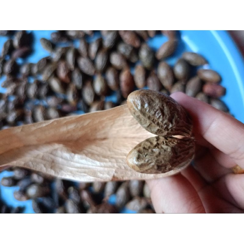 Jual Buah Tempayang / Buah Kembang Semangkok / Beng Ta Hai (1kg ...
