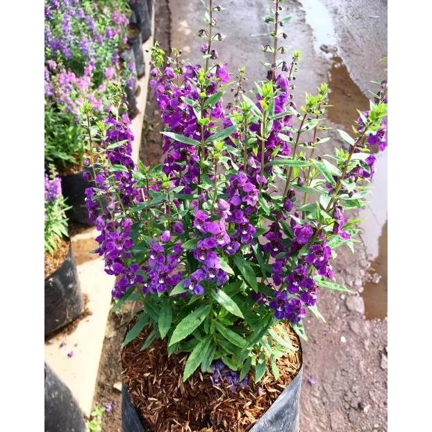 Jual Tanaman Lavender Angelonia Ungu ( Sudah Berbunga ) / Bunga ...