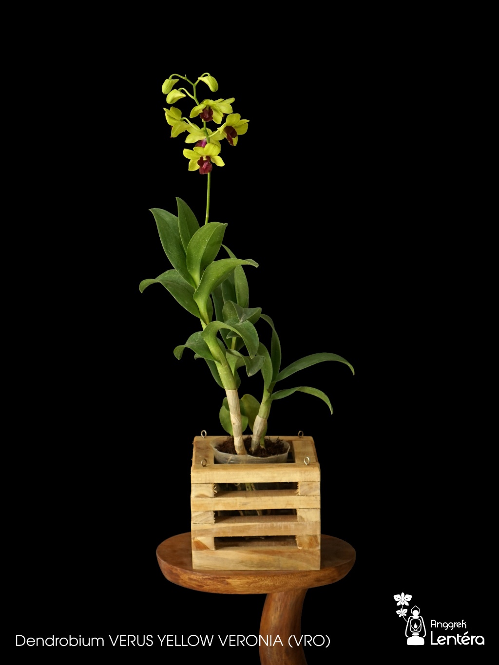 Jual Dendrobium VERUS YELLOW VERONIA (VRO) Anggrek Dendro Bulat Kuning ...