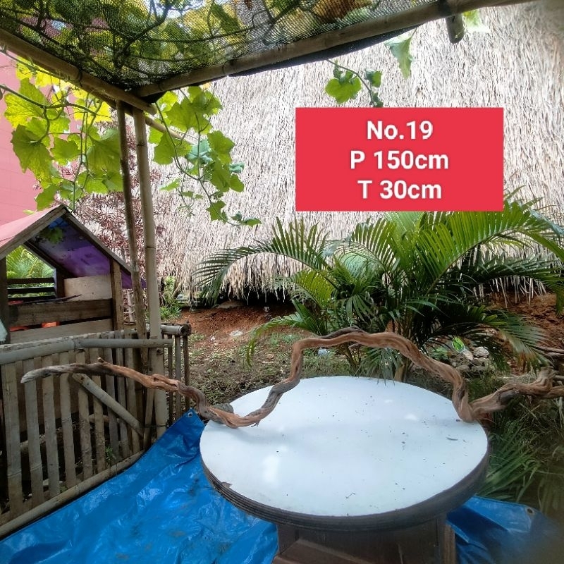 Jual bonggol Akar santigi laut akar aquascape aquarium 19 | Shopee ...