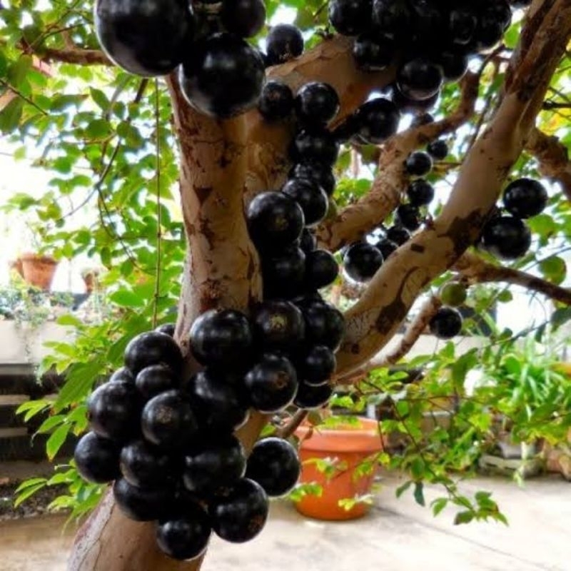 Jual BIBIT ANGGUR BRAZIL HASIL CANGOK SIAP BERBUAH | Shopee Indonesia