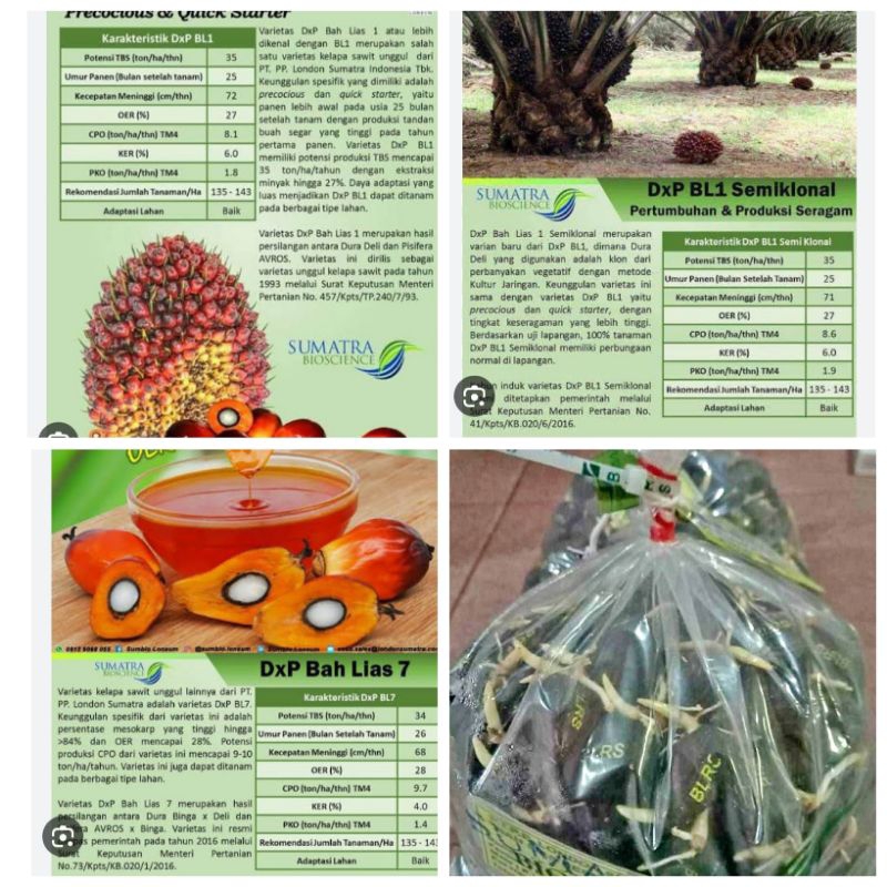 Jual benih kelapa sawit unggul DxP LONSUM | Shopee Indonesia