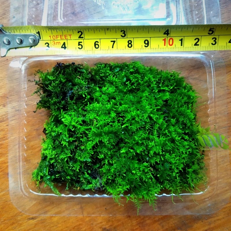 Jual Mini Christmas Moss Mini X moss | Shopee Indonesia