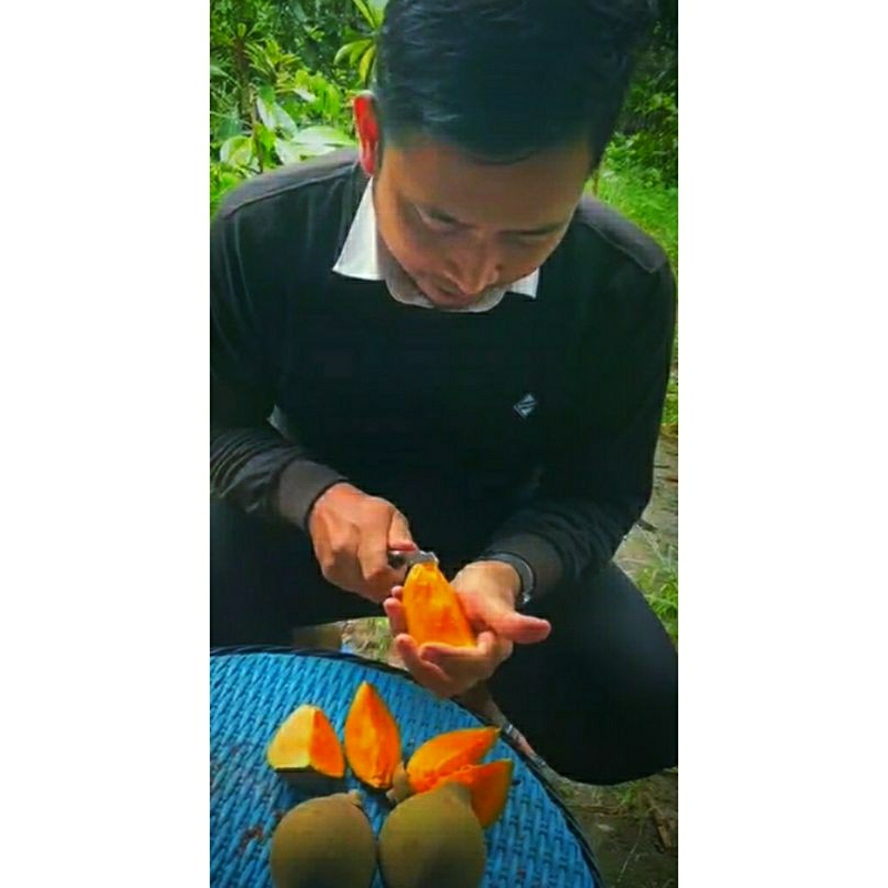 Jual bibit cupa cupa ( peruvians sapote ) | Shopee Indonesia