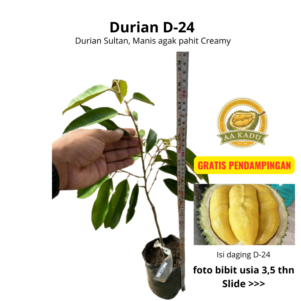 Jual Bibit Durian D24 Duren Sultan OkuLasi Tersertifikasi Daya Hidup Tinggi Bergaransi AA Kadu ...