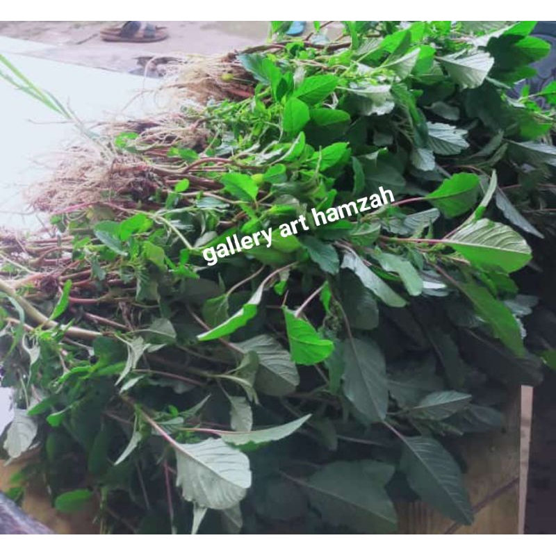 Jual bayam duri/daun bayam hutan sayur herbal | Shopee Indonesia