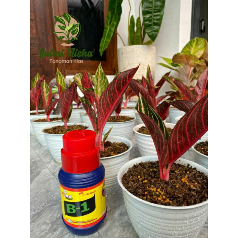 Jual RED SUMATERA ANAK SAMPING DAUN 3-4 JUMBO SUBUR SEHAT | Shopee ...