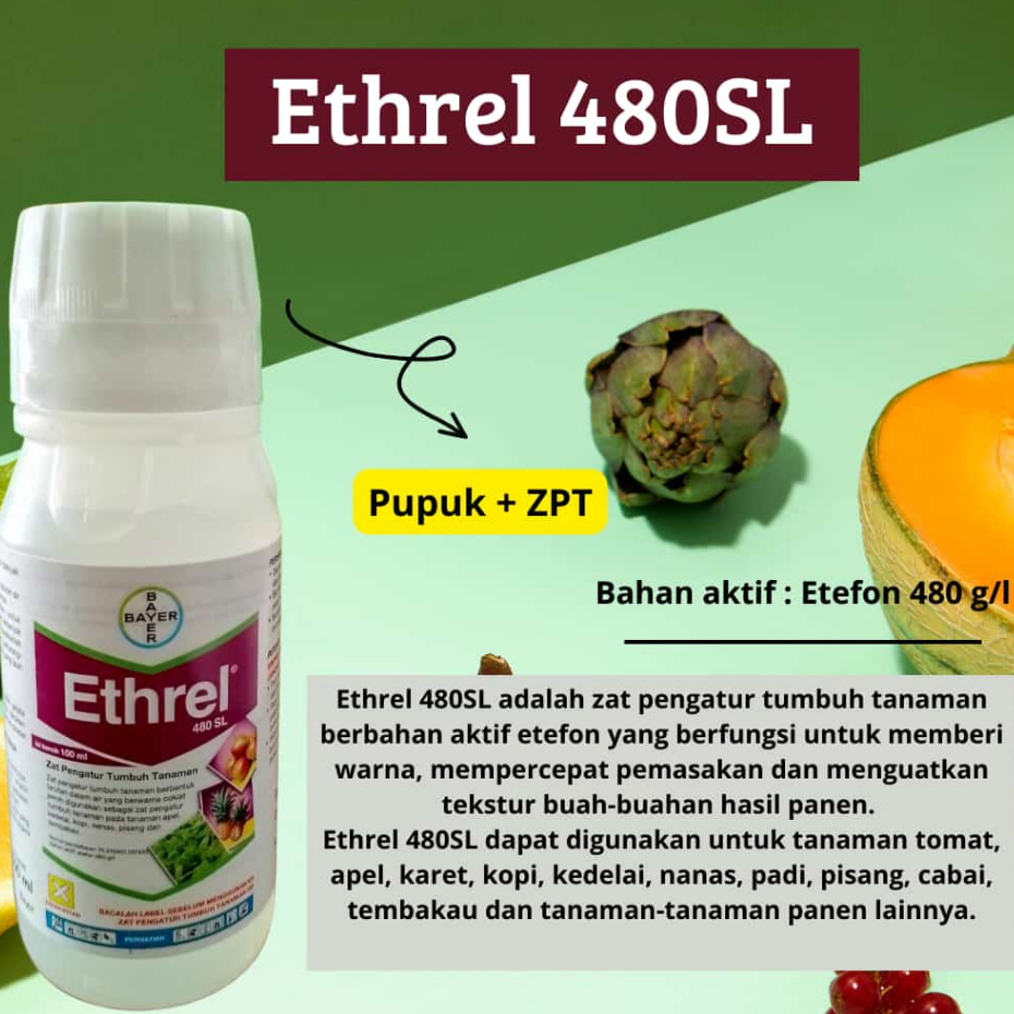 Jual Ethrel Zat Pematang Buah 100ml | Shopee Indonesia