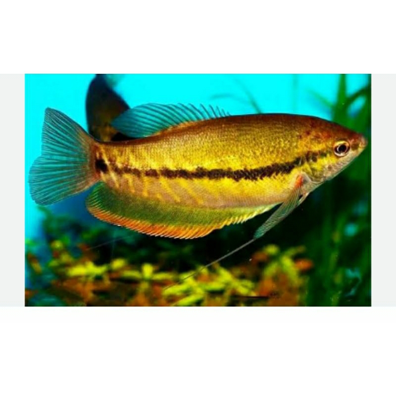 Jual Sepat Siam Tankmate Hiasan Aquarium Aquascape Paludarium Dan Kolam ...