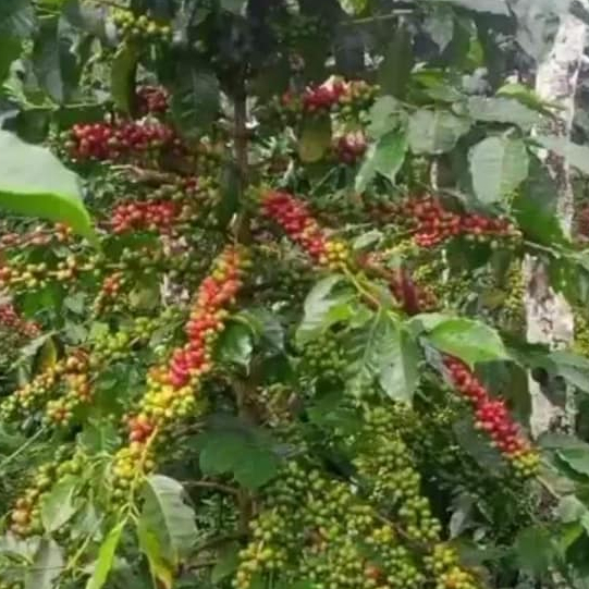 Jual bibit pohon kopi robusta unggulan siap di tanam | Shopee Indonesia