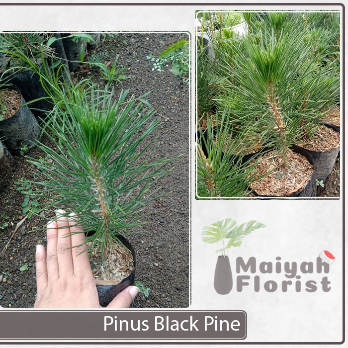 Jual Bibit Tanaman Hias Pohon Pinus Black Pine - Pinus thunbergii ...