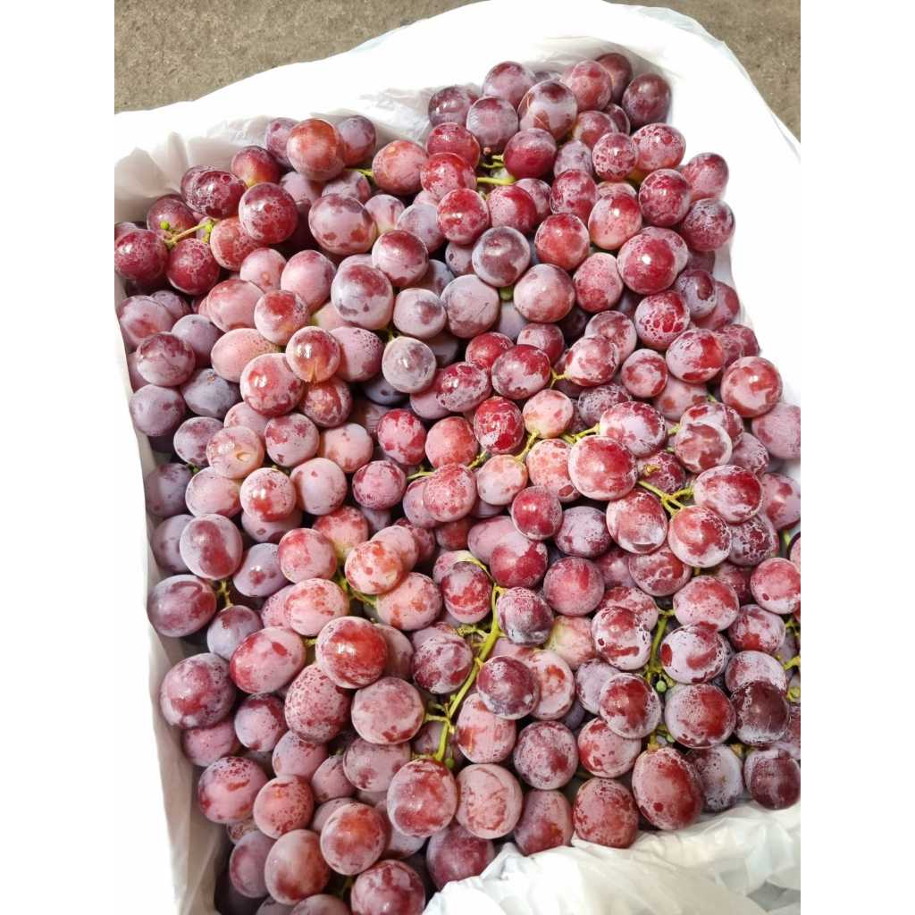 Jual Anggur Red Globe AUST 500 gr / 1kg | Shopee Indonesia