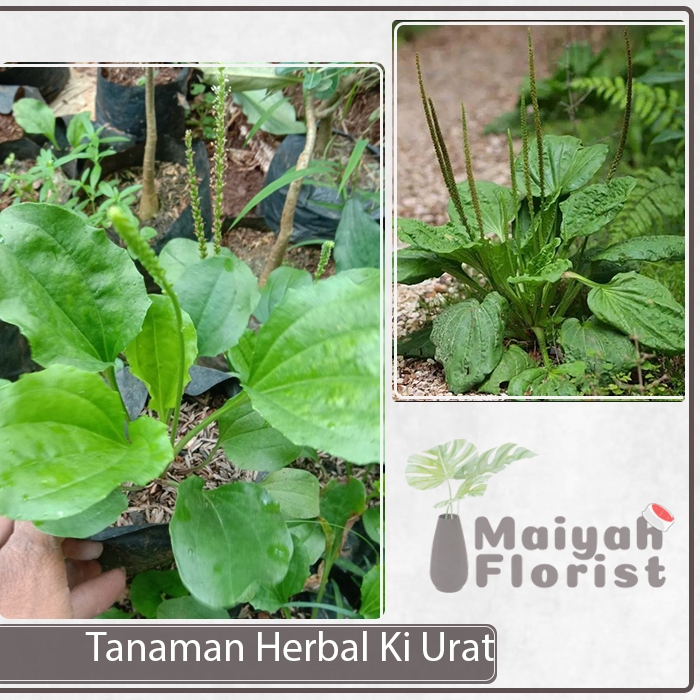 Jual Tanaman Herbal Ki Urat - Daun Sendok - Plantago major - Kuping ...