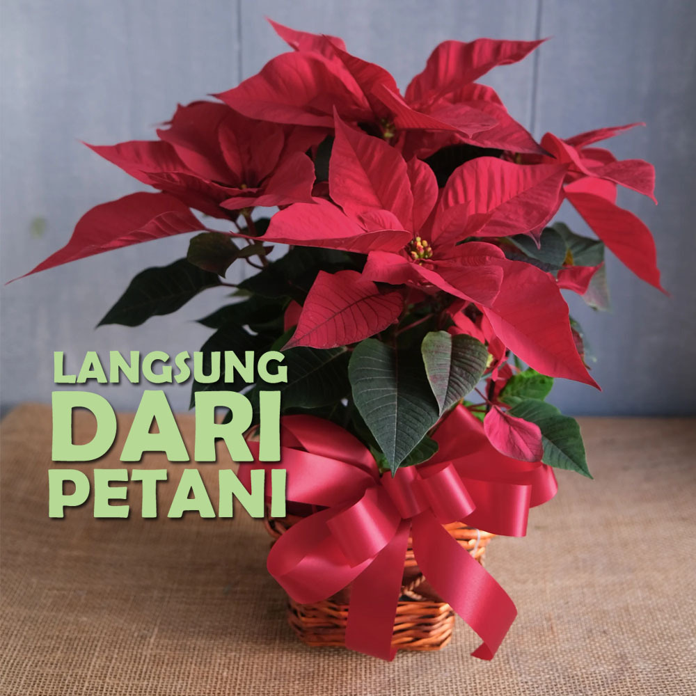 Jual Tanaman hias Kastuba IMPORT - Dari petani | Shopee Indonesia