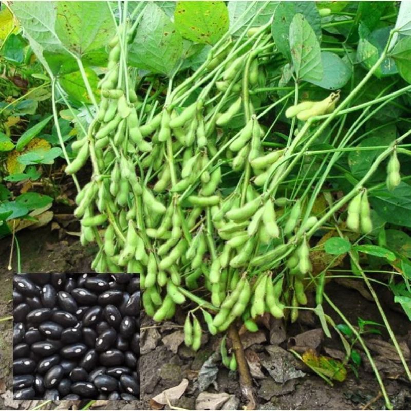 Jual 20 Biji - Benih Unggul Kacang Kedelai Hitam Malika - Bibit Tanaman ...