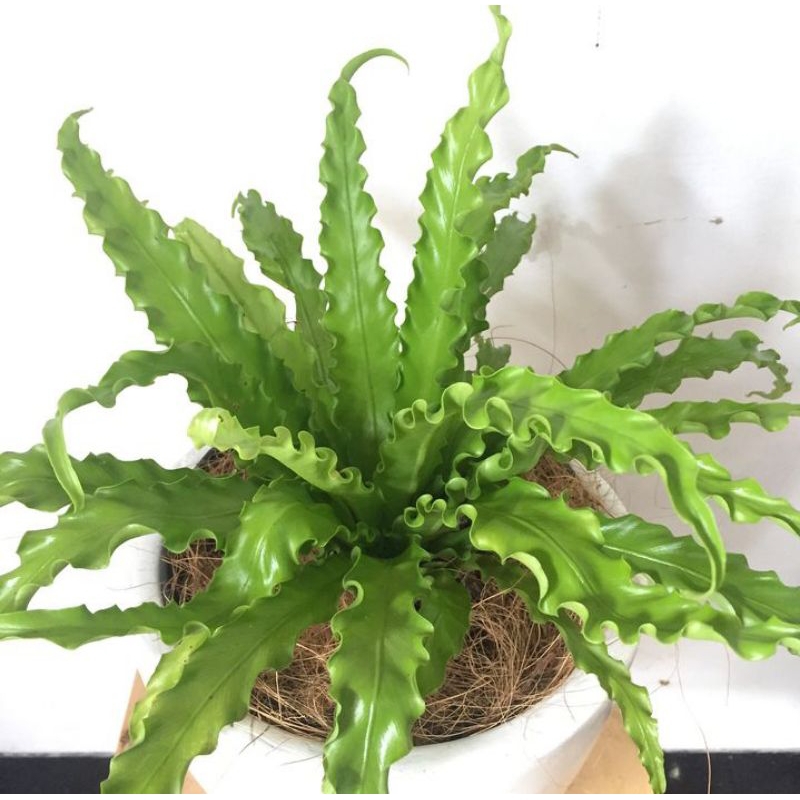 Jual tanaman hias kadaka osaka tanaman indoor cantik | Shopee Indonesia