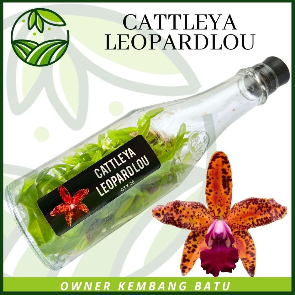 Jual Anggrek Botol Cattleya Langka LEOPARD LOU Bunga Besar Wangi Warna ...
