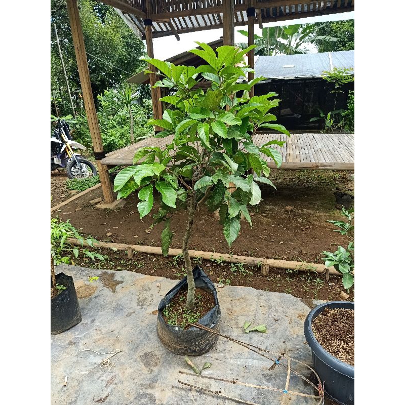 Jual pohon rambutan rapiah | siap berbuah | rambutan manis | Shopee ...