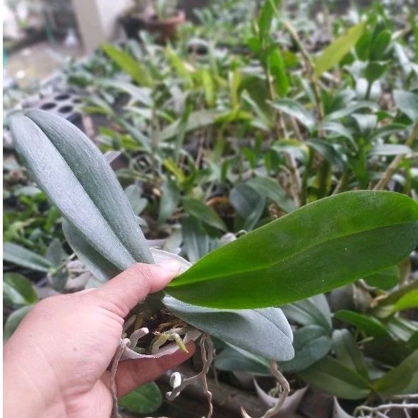 Jual PRA DEWASA BULAN BUNGA JUMBO | Shopee Indonesia