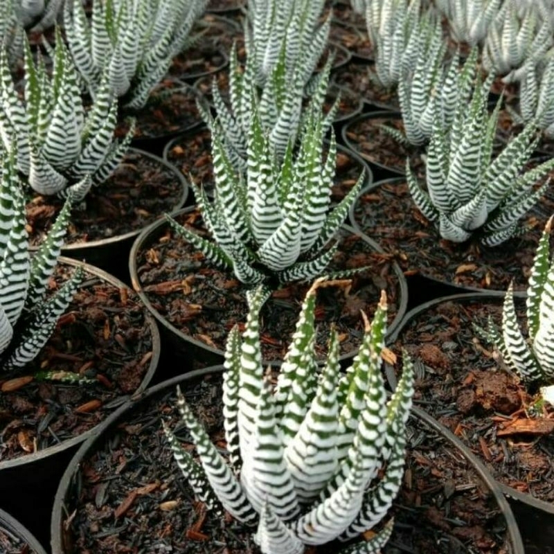 Jual haworthia zebra/sukulen murah | Shopee Indonesia