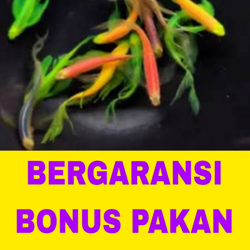 Jual ikan danio slayer isi 10 bonus pakan bergaransi | Shopee Indonesia