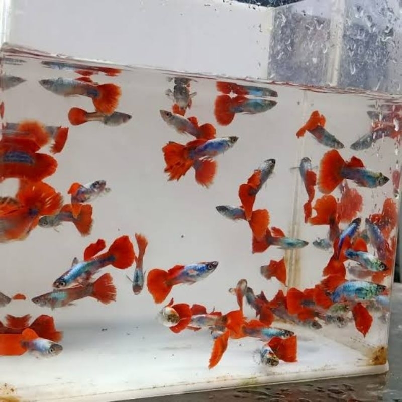 Jual IKAN HIAS GUPPY PRTDE | Shopee Indonesia