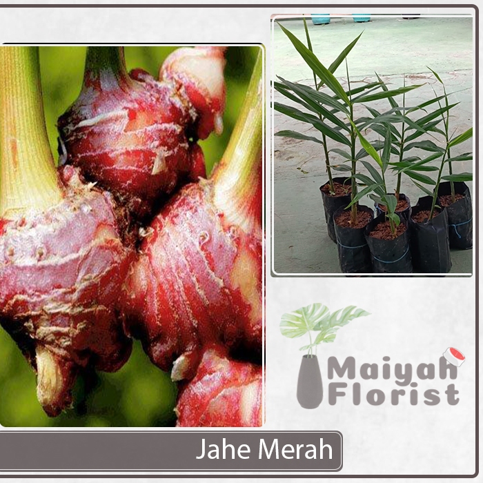 Jual Tanaman Herbal Jahe Merah - Zingiber Officinale Var Rubrum Rhizoma ...