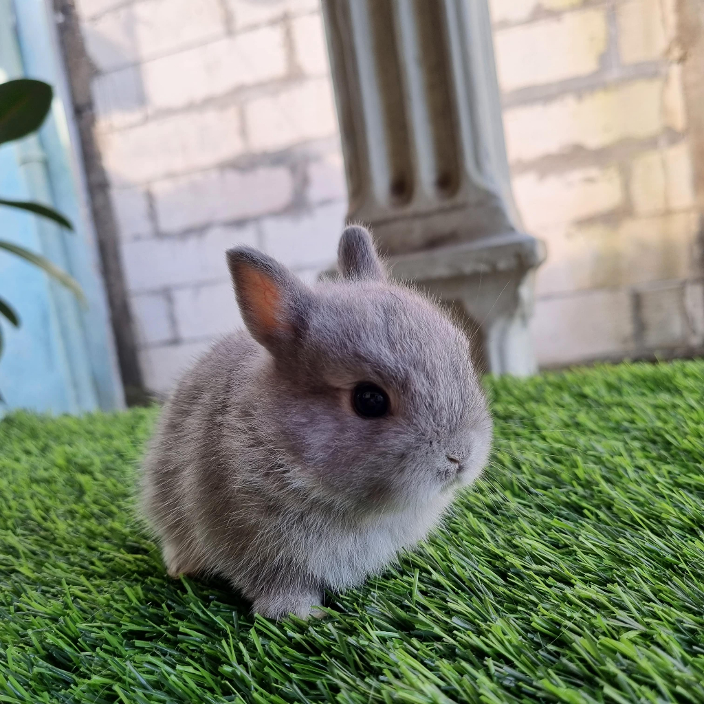 Jual Kelinci Mini Netherland Dwarf Series Pet Quality / Kelinci Lucu ...