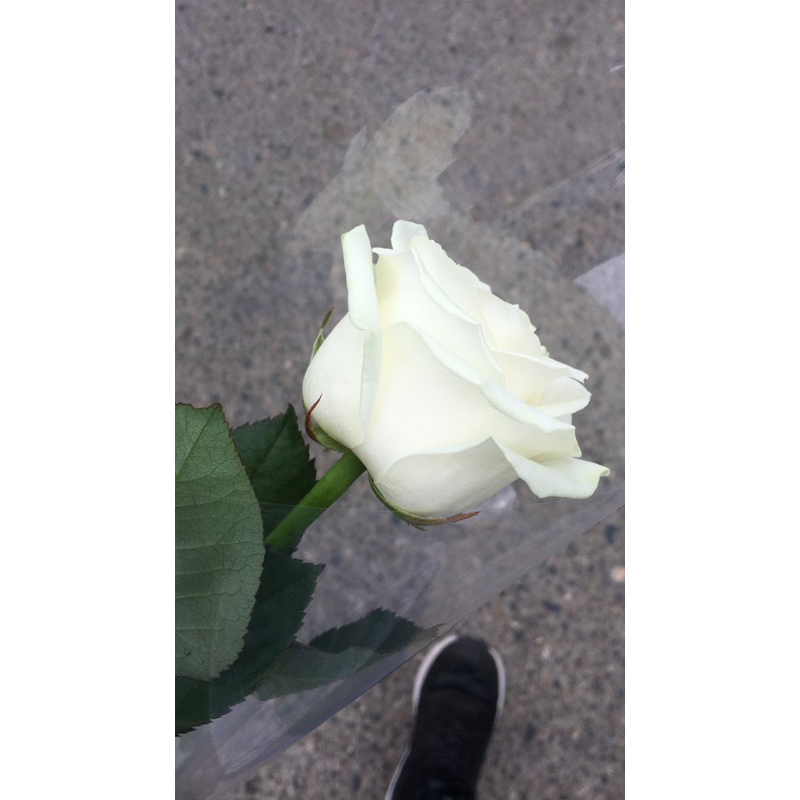 Jual (single sweet) Bunga Asli KHUSUS JABODETABEK / BUNGA HIDUP Bouquet ...