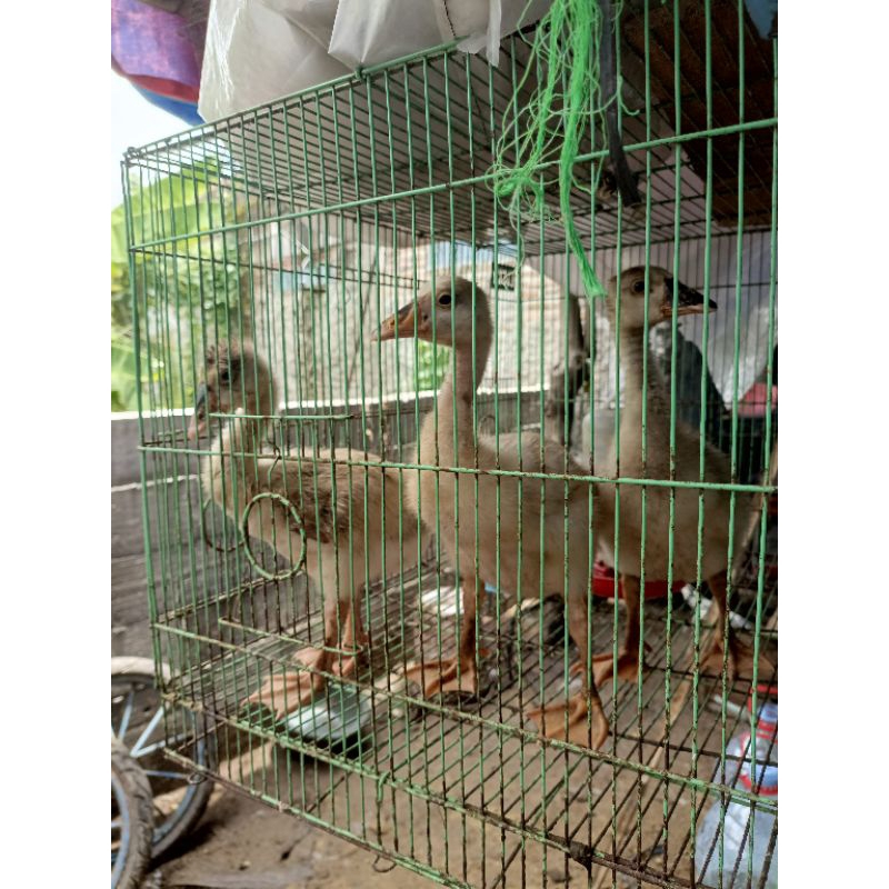 Jual Angsa | Shopee Indonesia