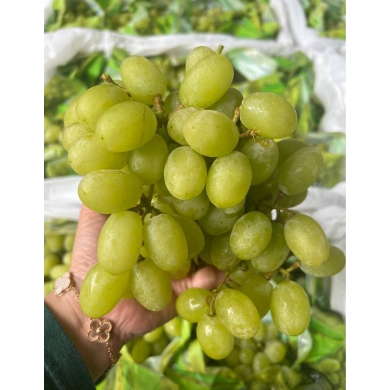 Jual anggur Thomson seedles 1 kg / Buah anggur seedles 1 kg | Shopee ...