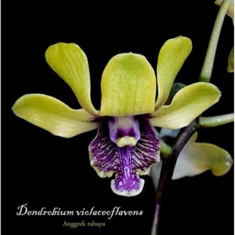Jual anggrek dendrobium besi | Shopee Indonesia