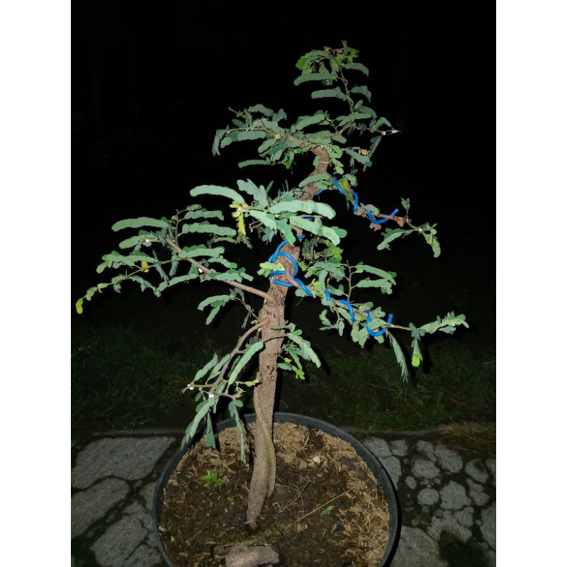 Jual bonsai Asem jawa medium, real pict | Shopee Indonesia