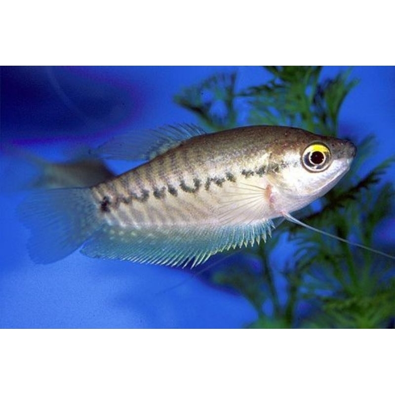 Jual Trichogaster Pectoralis | Ikan Sepat Siam / Sepat Alam | Shopee ...
