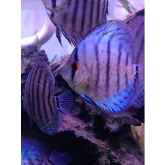 Jual IKAN DISCUS BLUE MOZAIK UKURAN 3 INCHI | Shopee Indonesia