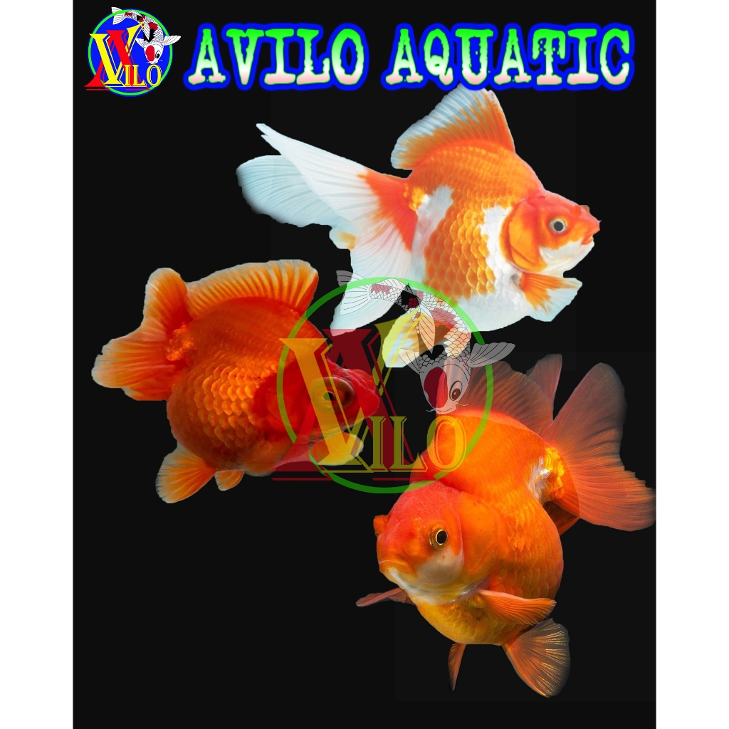 Jual ikan hias mas koki ryukin tosa merah sedang gold fish | Shopee ...
