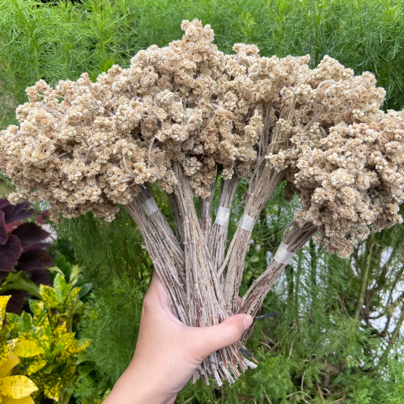 Jual 5-15 Batang Edelweis Merapi | Dried Flower | Bunga Kering Asli ...