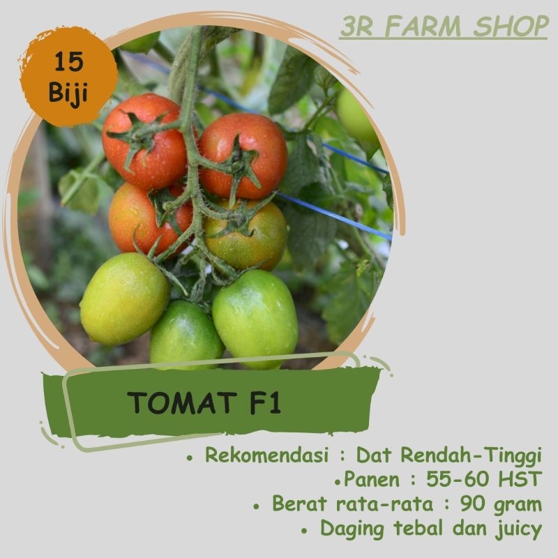 Jual benih tomat besar isi 15 butir | Shopee Indonesia