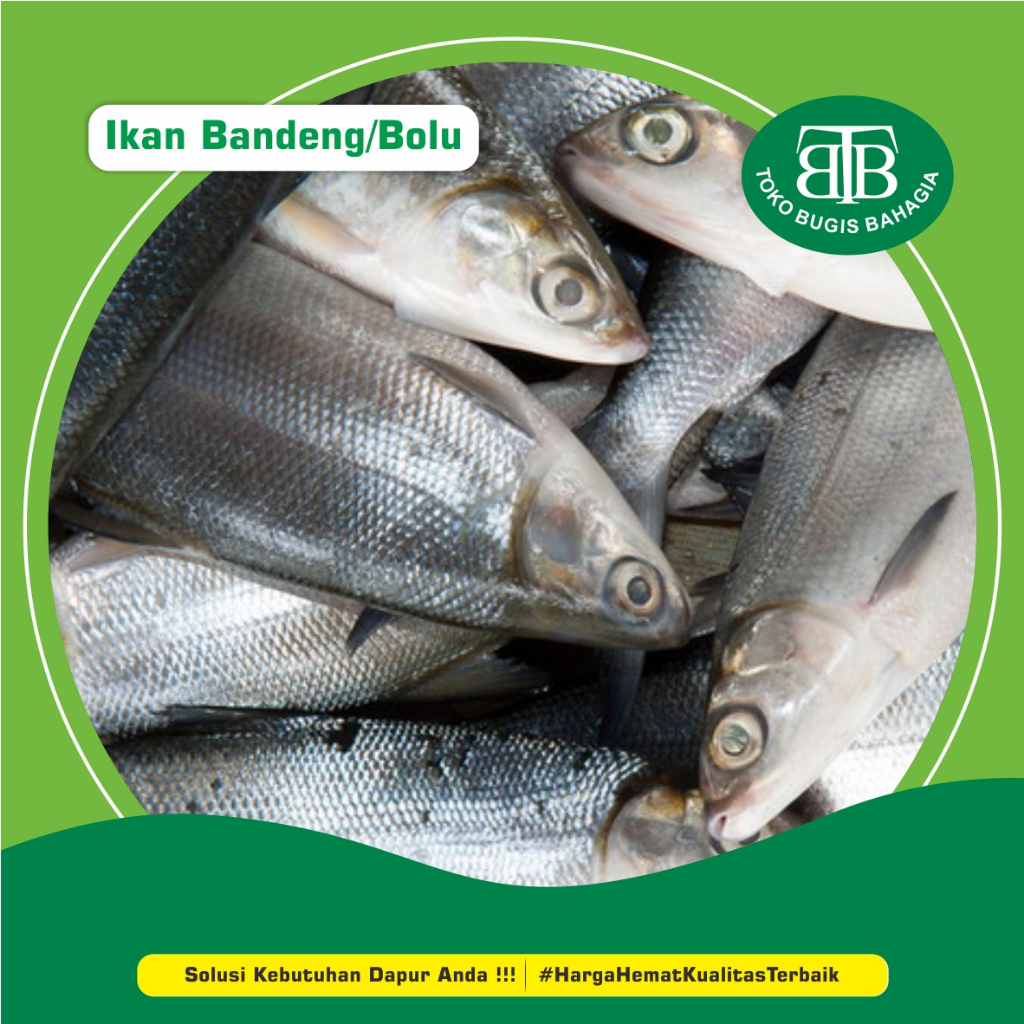 Jual Ikan Bolu/Bandeng , Murah Makassar, Pasar Terong Makassar | Shopee ...