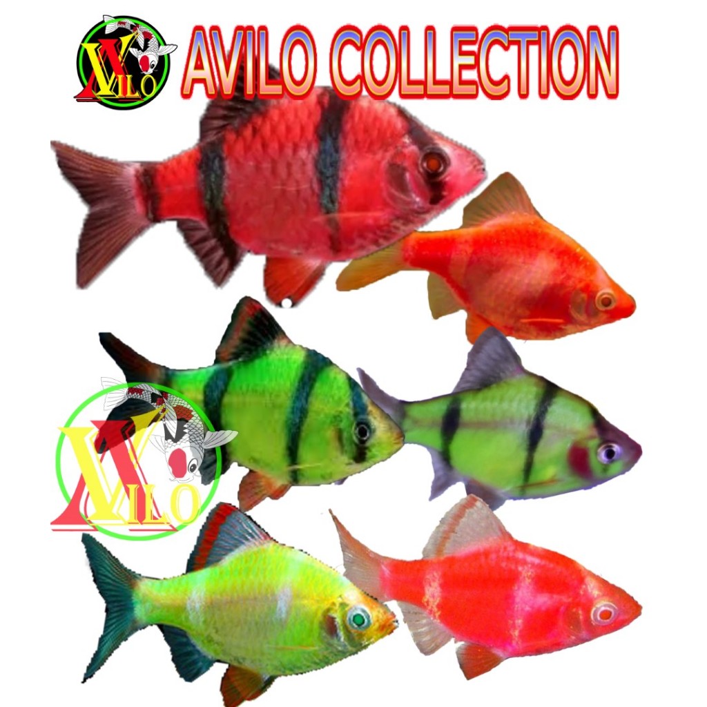 Jual ikan hias aquascape sumatra fish rainbow | Shopee Indonesia