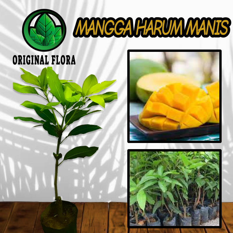 Jual Bibit Mangga Harum Manis Pohon Mangga Bibit Buah Mangga Harum ... Jual Bibit Mangga Harum Manis Pohon Mangga Bibit Buah Mangga Harum ...