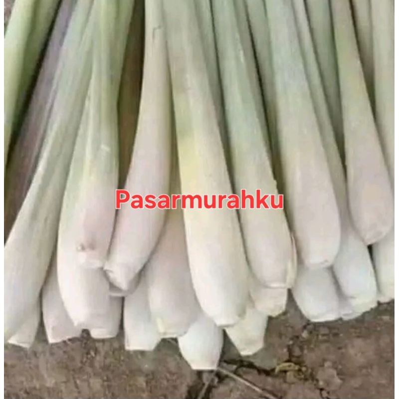 Jual 1Kg Batang kwalitas super sereh serai segar bumbu dapur serai ...